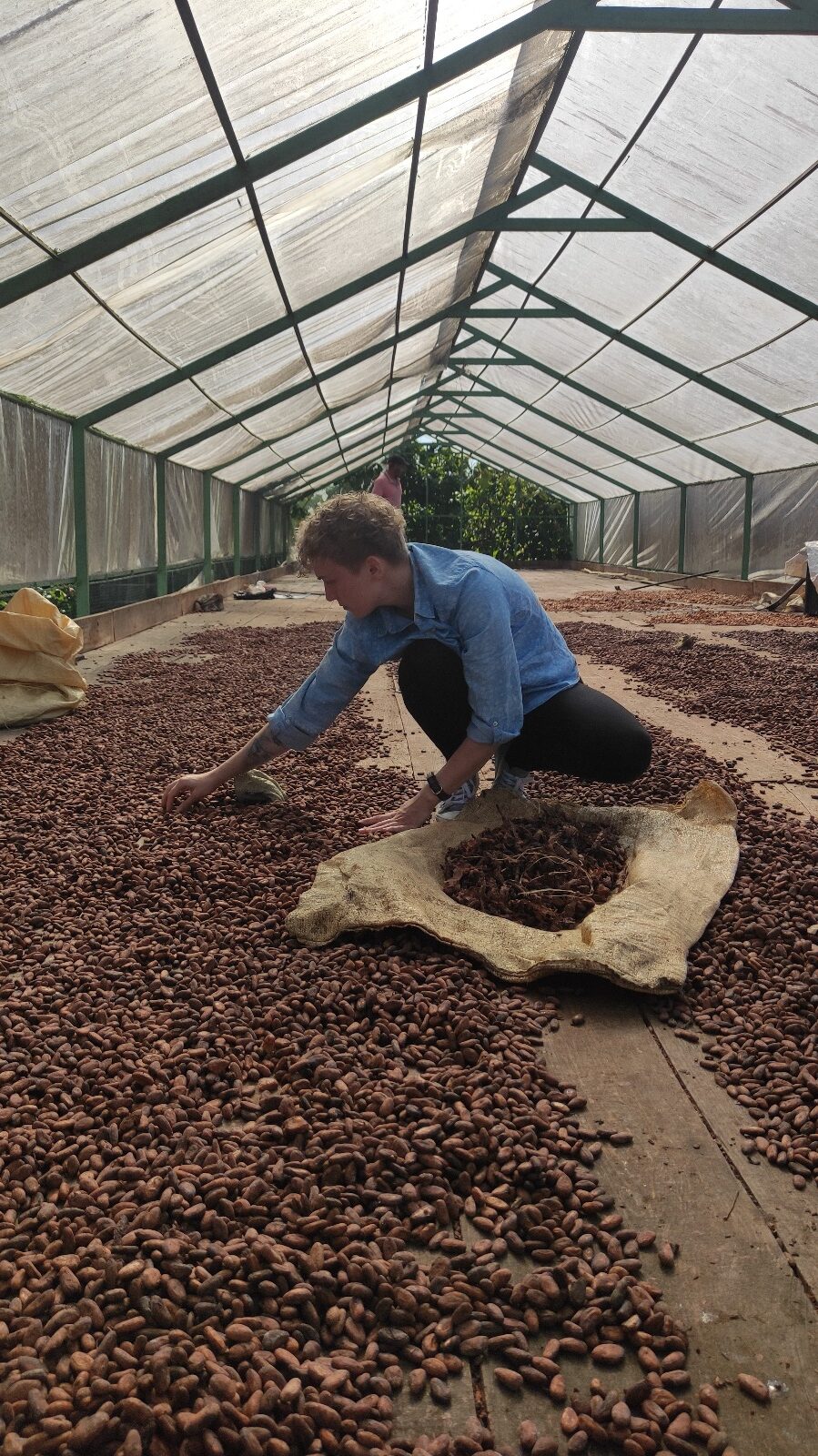 Understanding the Cacao Bean Fermentation Process - Plus Cacao
