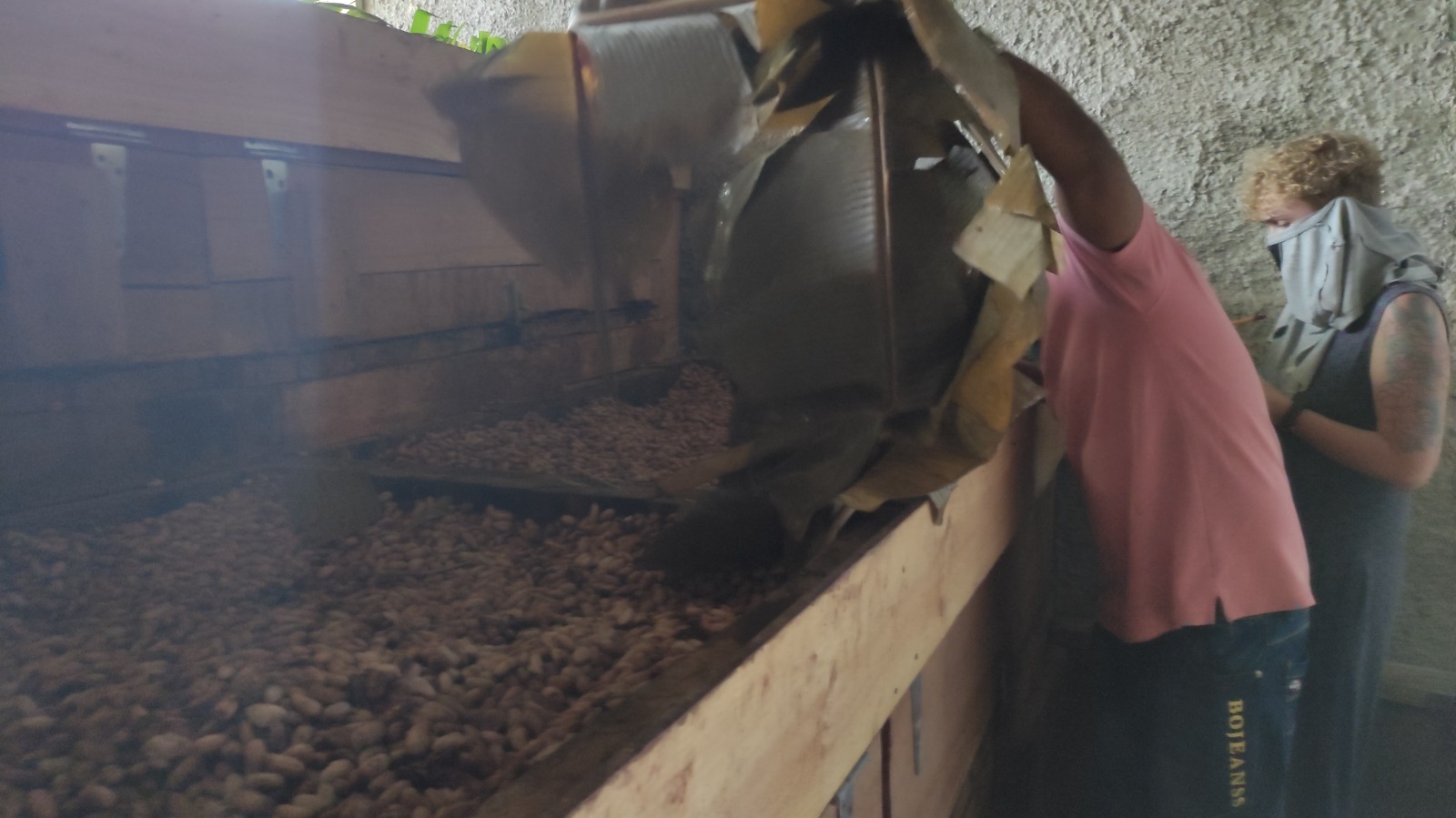 Understanding the Cacao Bean Fermentation Process - Plus Cacao