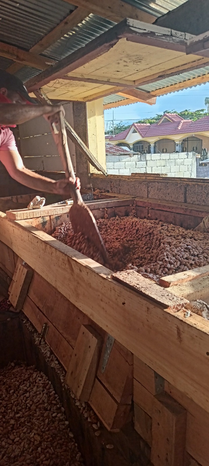 Understanding the Cacao Bean Fermentation Process - Plus Cacao