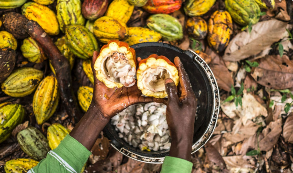 Liberia's Cacao Renaissance: A Chat with Lu Tolbert (part 1) - Plus Cacao