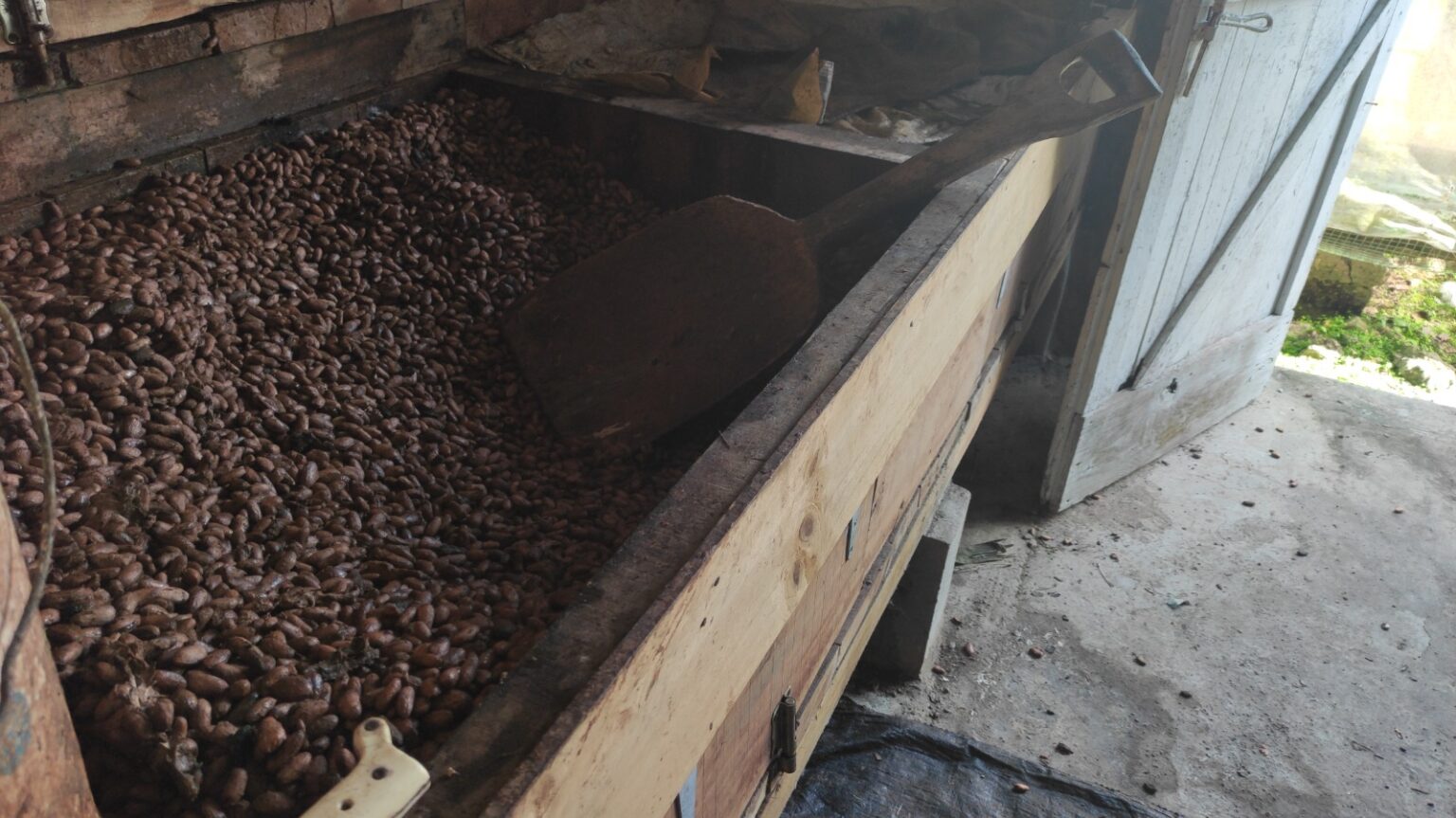 Understanding the Cacao Bean Fermentation Process - Plus Cacao