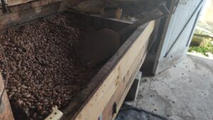 Understanding the Cacao Bean Fermentation Process - Plus Cacao